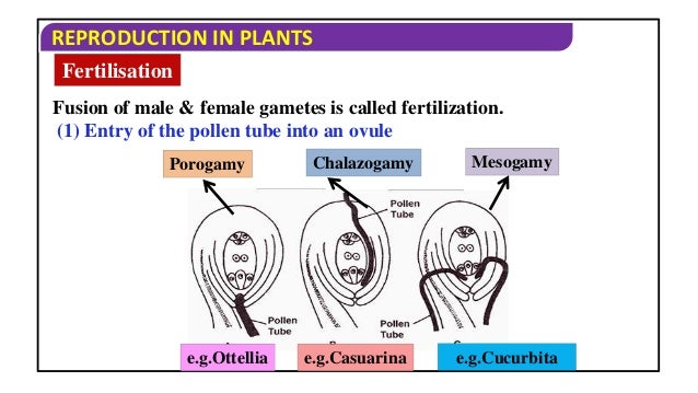 Sexual reproduction biology | PPT