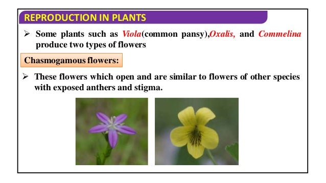 Sexual reproduction biology | PPT