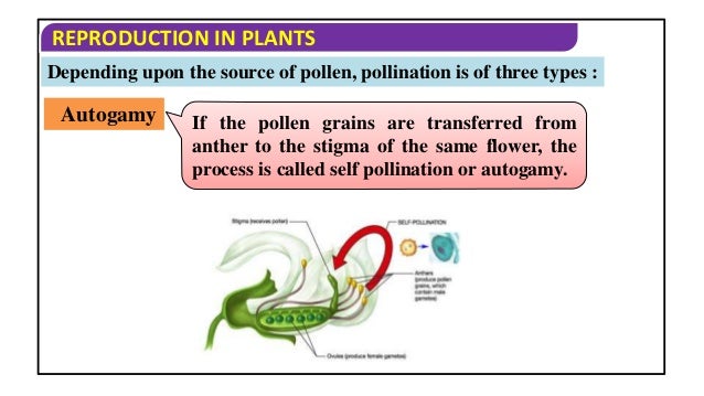 Sexual reproduction biology | PPT