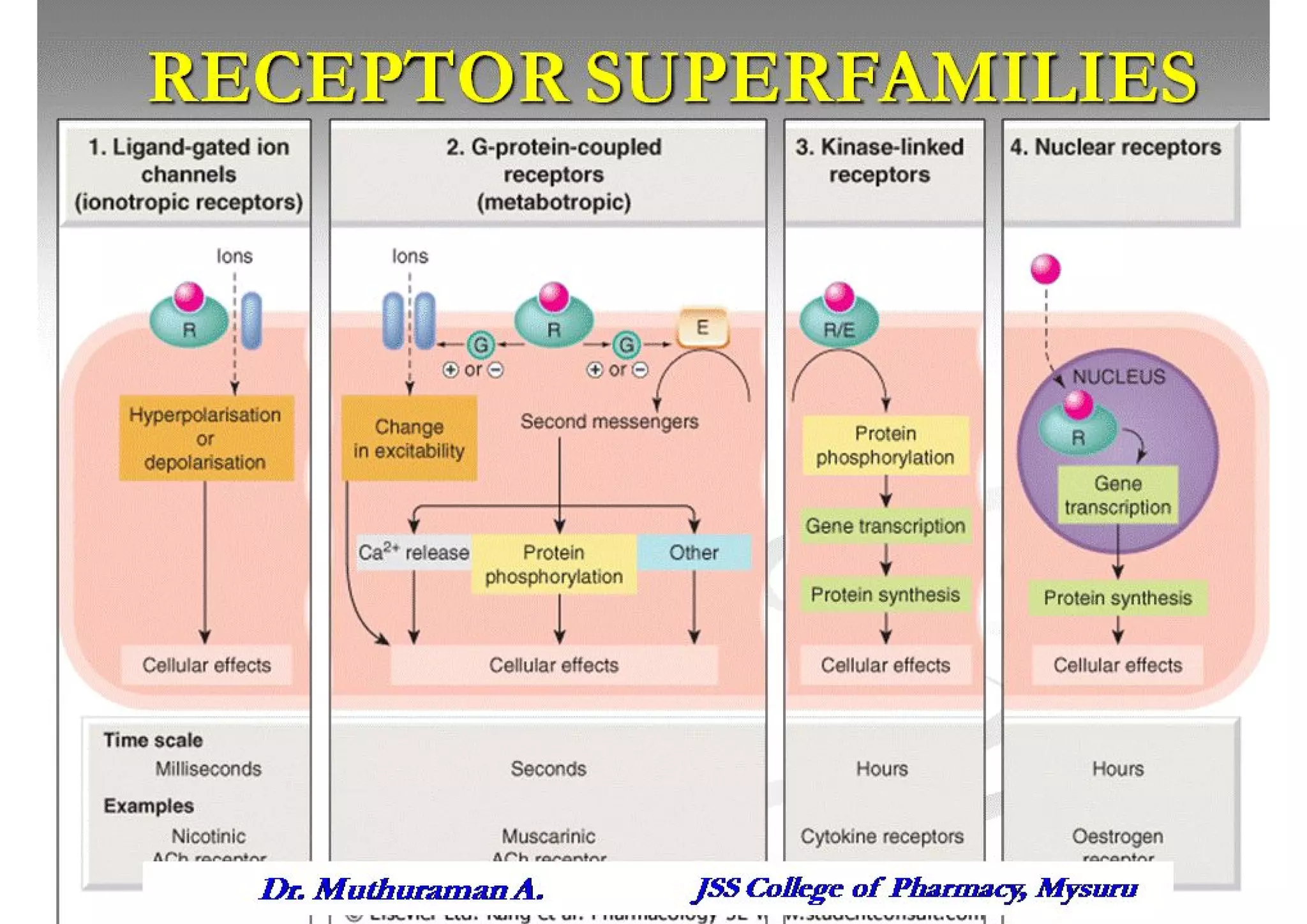 7 Signal Receptors That Regulate Transcription Factors Ppt