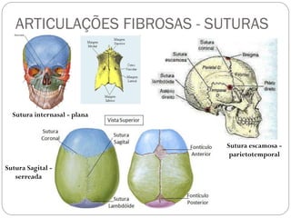 SISTEMA ARTICULAR mmmmmmmmmmmmmmmmmmmmmm | PPT
