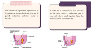 #7SISTEMA UROGENITAL. Para medicina jpdf | PDF