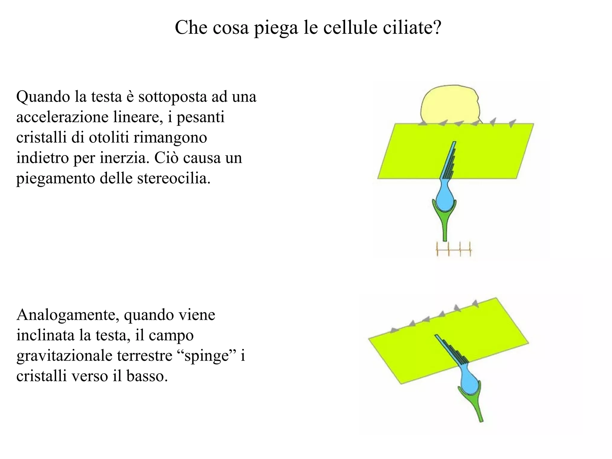 7 sistema vestibolare | PPT