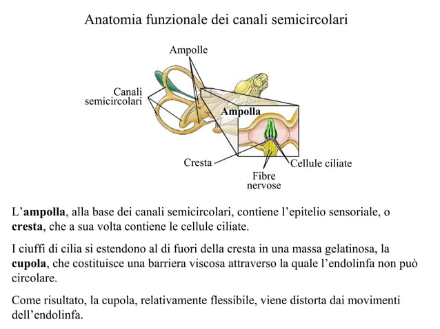 7 sistema vestibolare | PPT