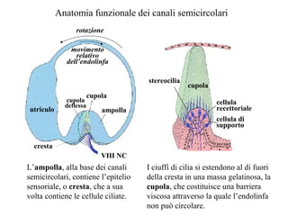7 sistema vestibolare | PPT