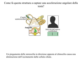 7 sistema vestibolare | PPT