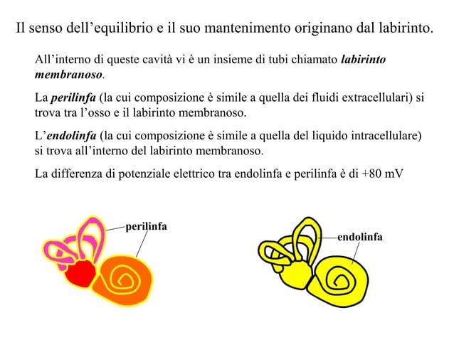 7 sistema vestibolare | PPT