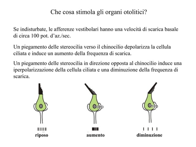 7 sistema vestibolare | PPT