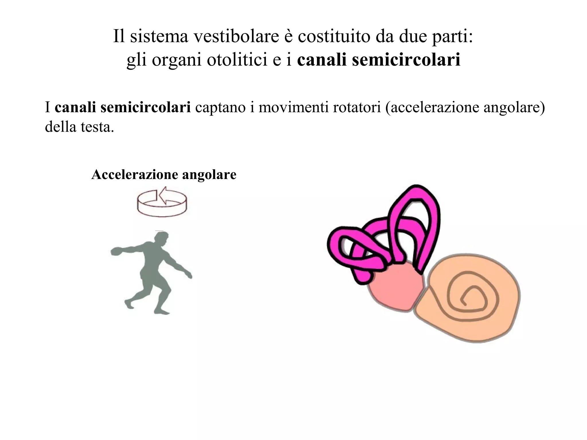 sistema vestibolare | PPT
