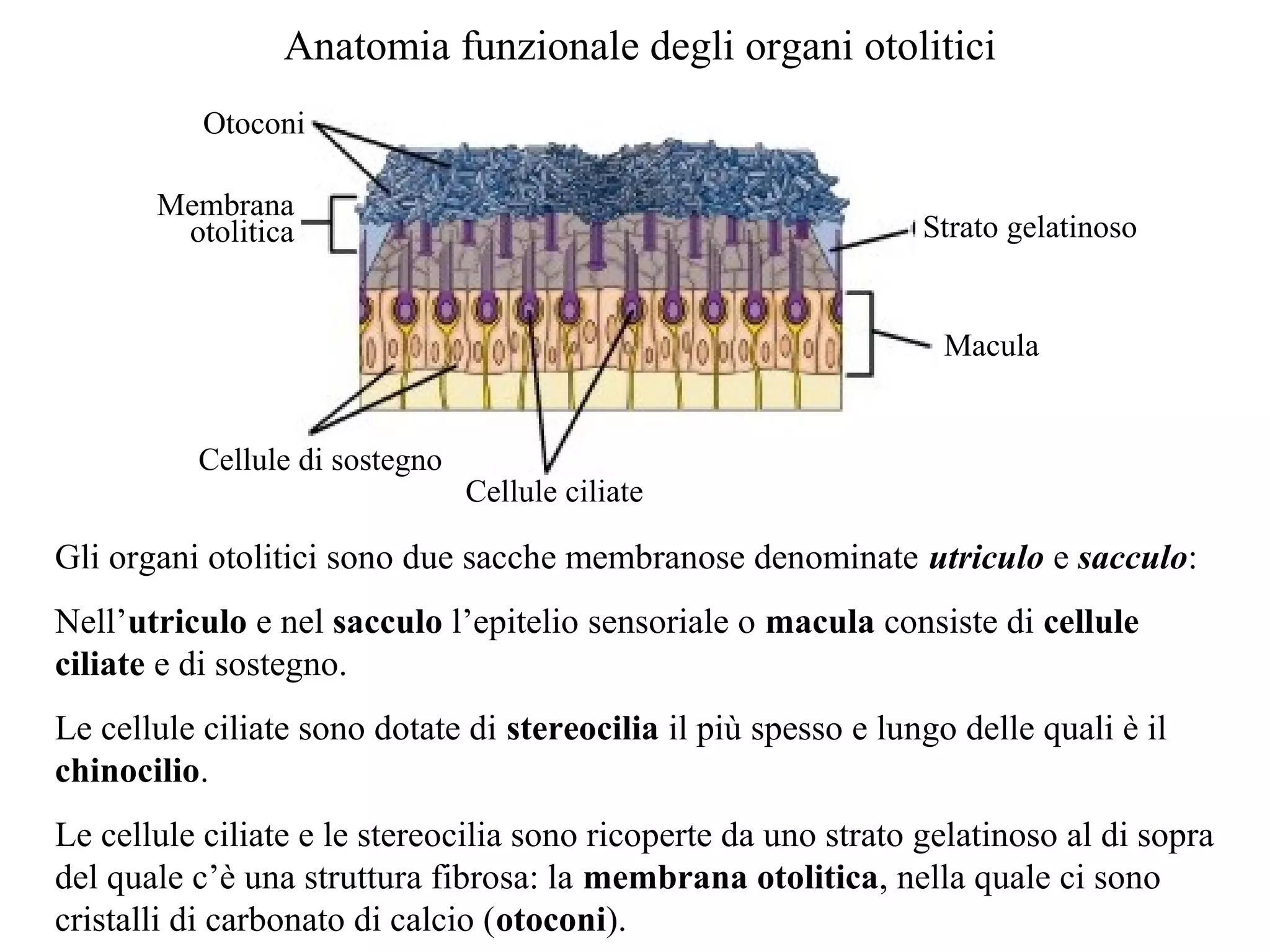 sistema vestibolare | PPT
