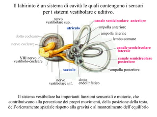 sistema vestibolare | PPT