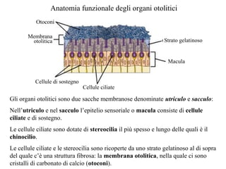 sistema vestibolare | PPT