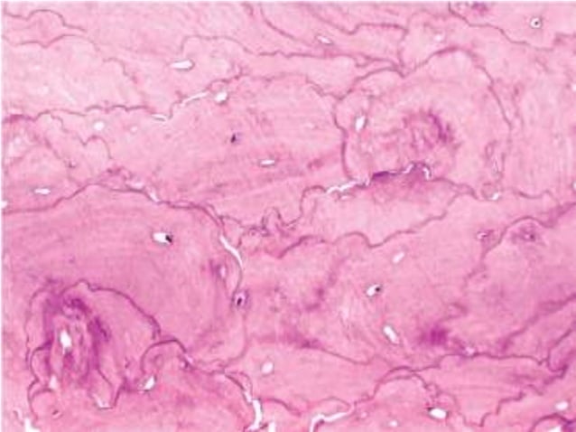 7 Skin, Bones, Joints, Soft Tissues | PPT