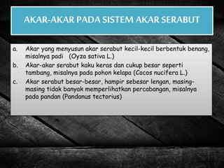 PPT Morfologi Tumbuhan - Akar | PPTX