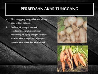 PPT Morfologi Tumbuhan - Akar | PPTX