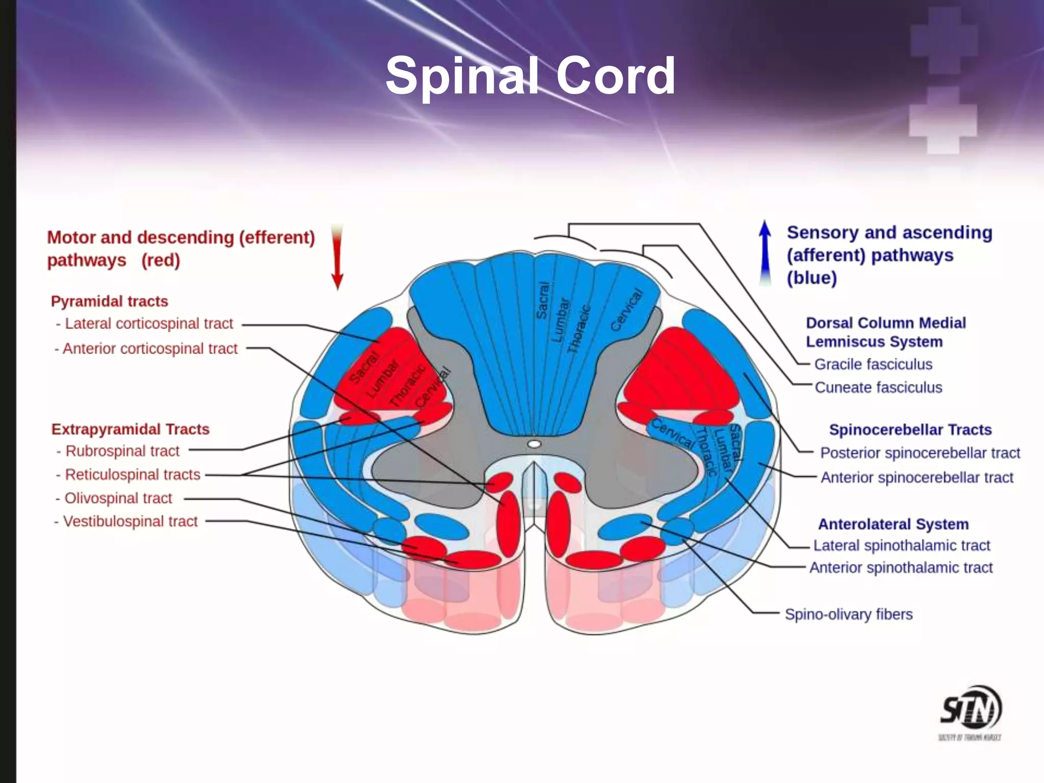 Spinal Column and Spinal Cord Injuries.pptx