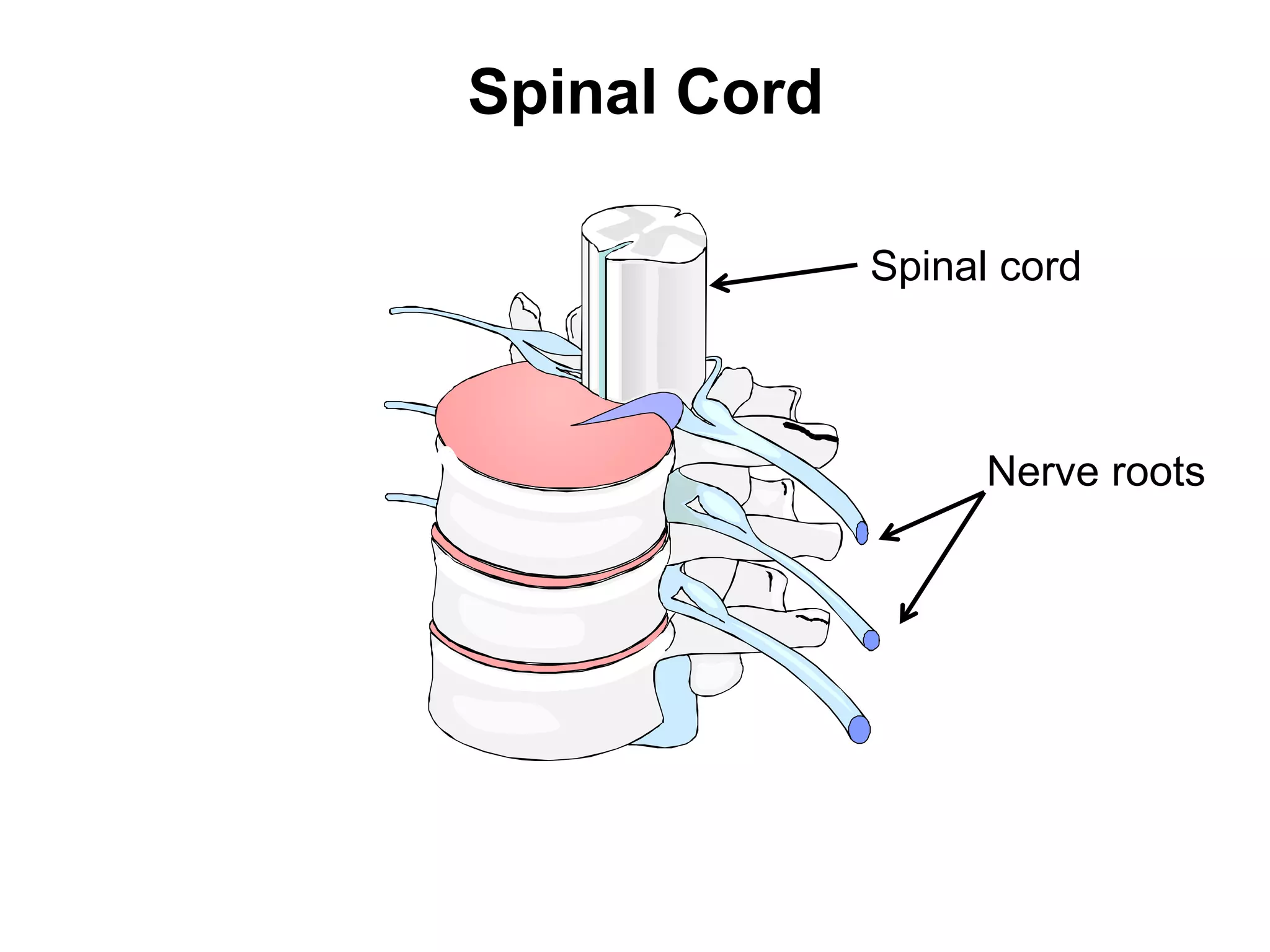 Spinal Column and Spinal Cord Injuries.pptx