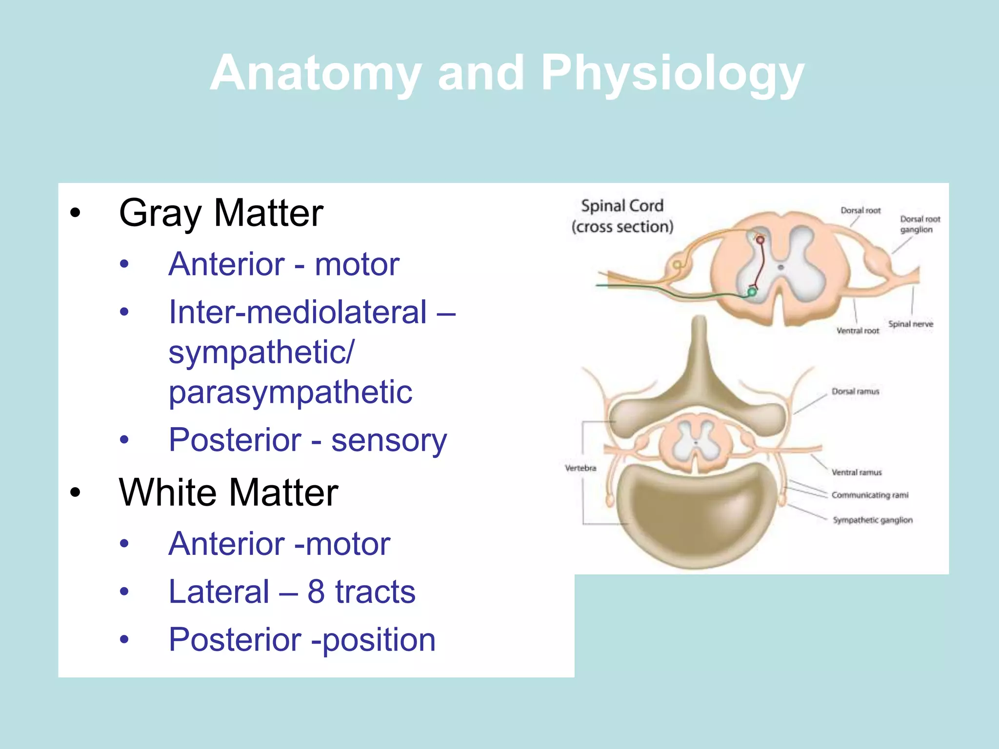 7_Spinal Column and Spinal Cord Injuries (1).pptx