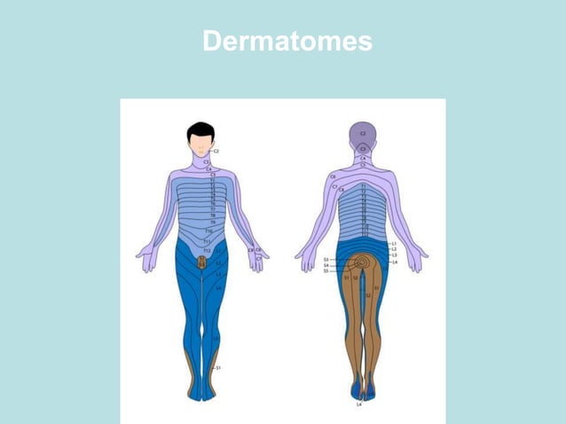 7_Spinal Column and Spinal Cord Injuries (1).pptx