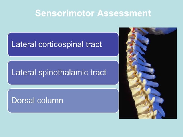 7_Spinal Column and Spinal Cord Injuries (1).pptx