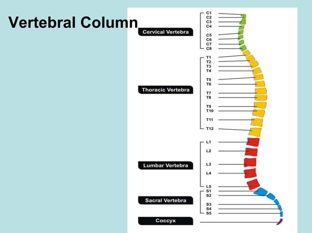 7_Spinal Column and Spinal Cord Injuries (1).pptx