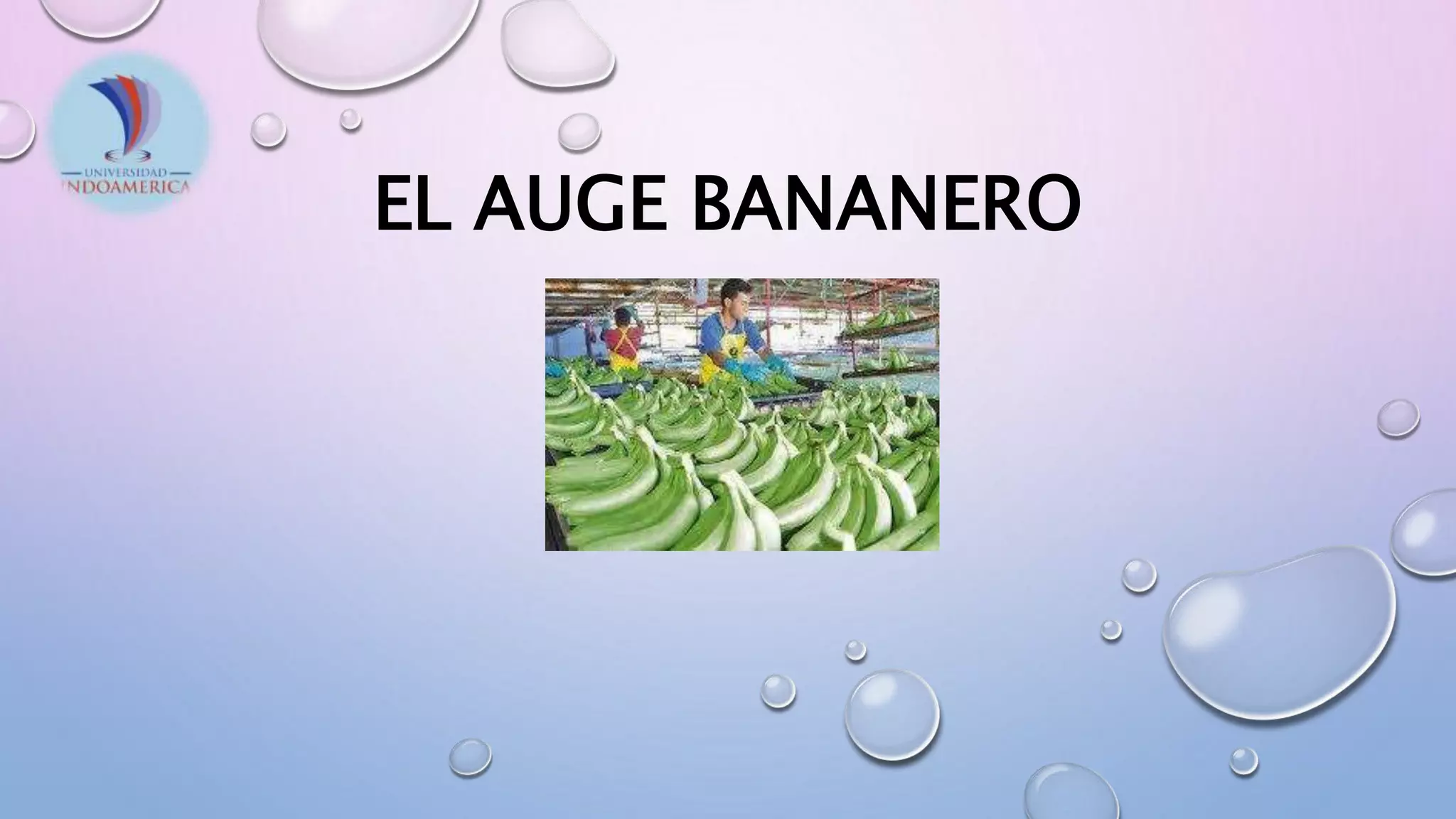 El auge bananero | PPTX