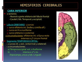 TELENCEFALO anatomía y sus funciones.... | PPT