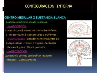 TELENCEFALO anatomía y sus funciones.... | PPT