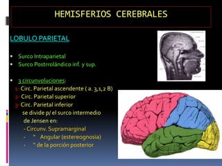 TELENCEFALO anatomía y sus funciones.... | PPT