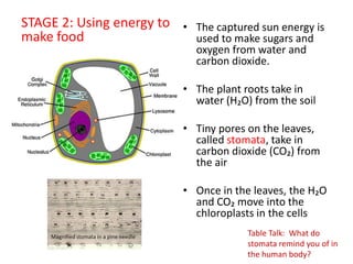 7th.ch4.sect1.photosynthesis | PPTX