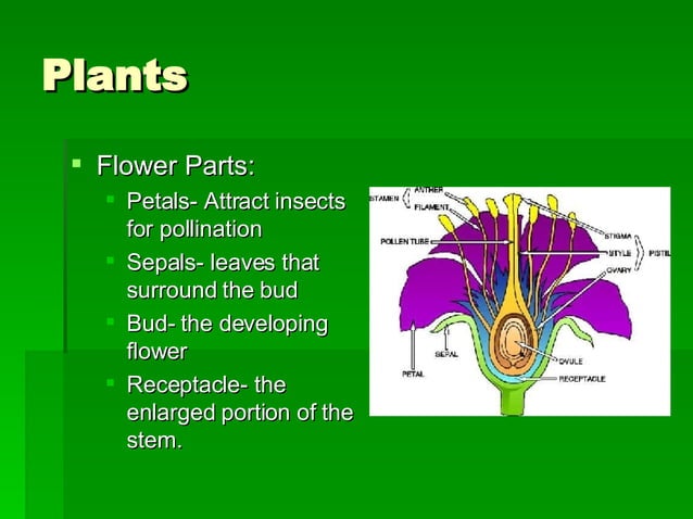 7th Grade Chapter 2 Lesson 1 | PPT