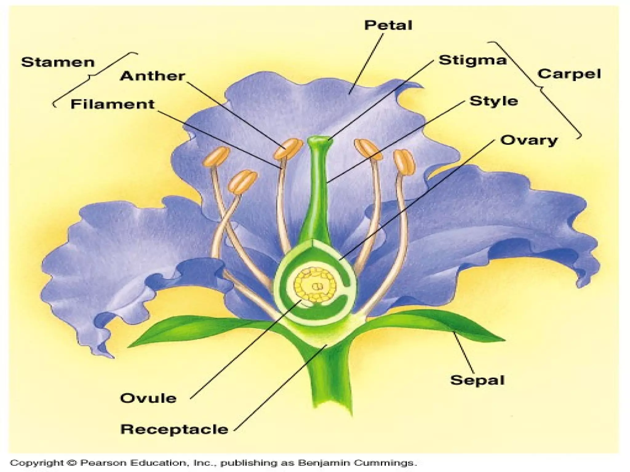 Chapter 10-plant reproduction | PPT