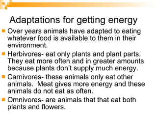 Chapter 12-Intro to animals | PPT