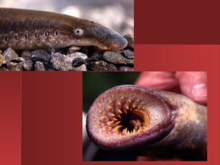 Chapter 14 & 15- fish, anphibians, reptiles, birds, mammals | PPT