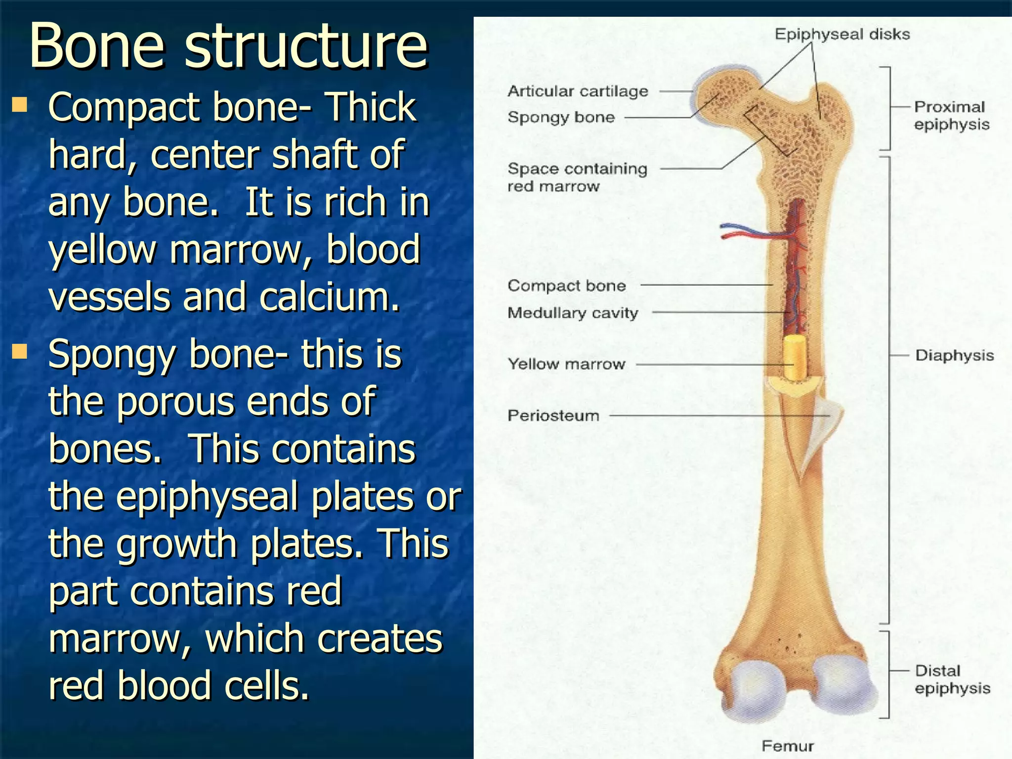 Chapter 17-human structure | PPT | Bone and Joint Conditions | Diseases ...