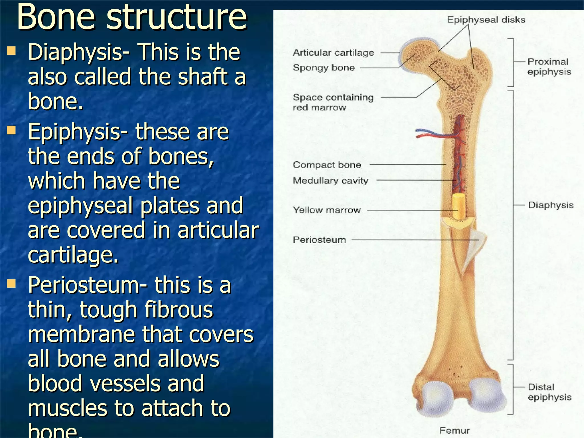 Chapter 17-human structure | PPT | Bone and Joint Conditions | Diseases ...
