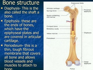 Chapter 17-human structure | PPT | Bone and Joint Conditions | Diseases ...