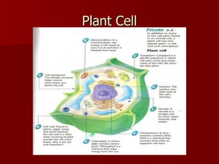 Chapter 2- Cells | PPT
