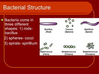Chapter 7- bacteria | PPT