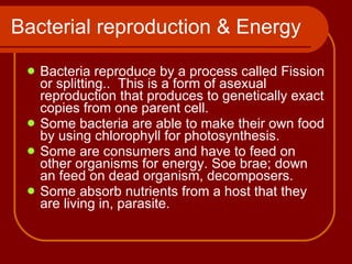 Chapter 7- bacteria | PPT
