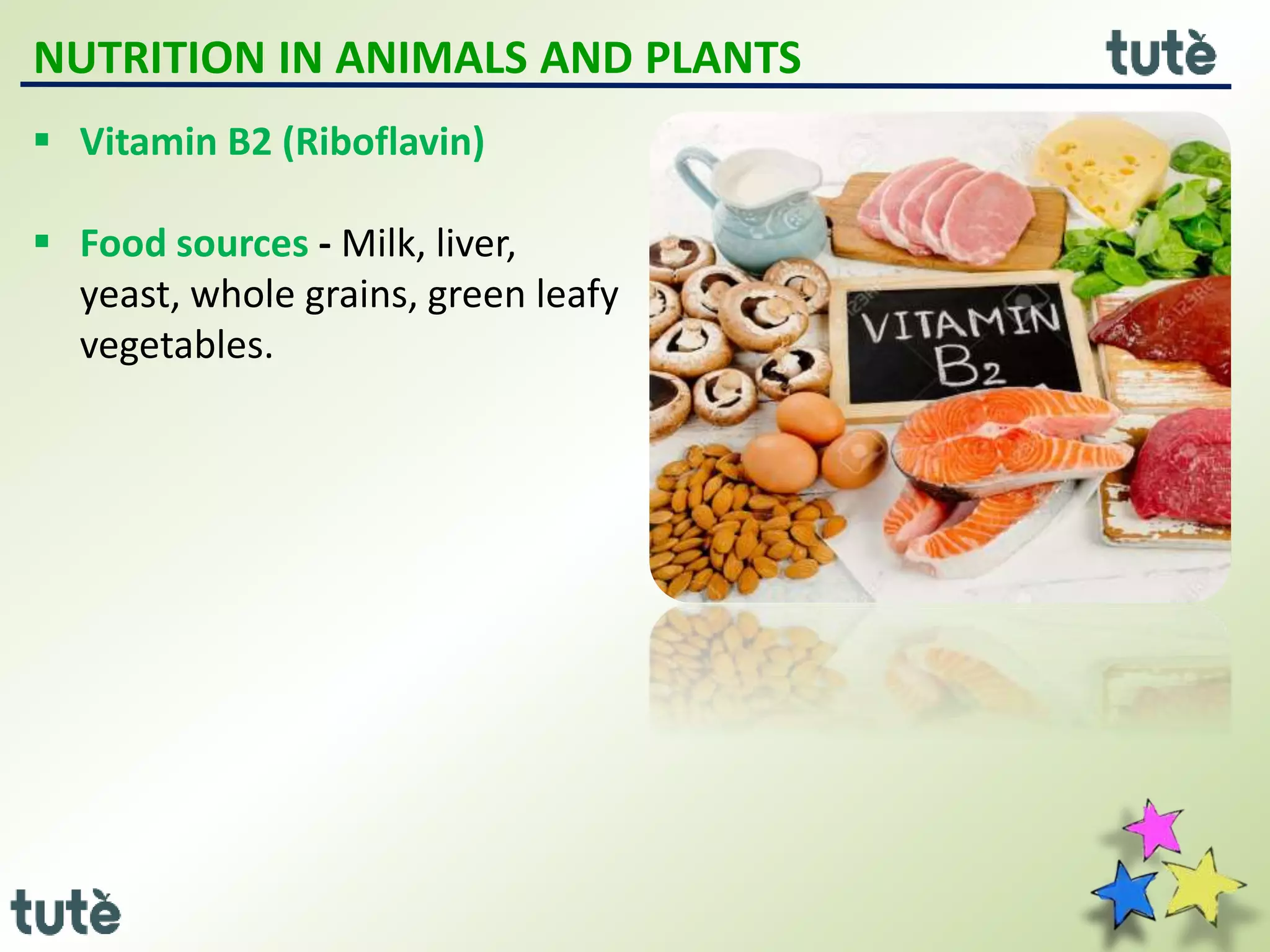 7th class ICSE- Biology - Nutrition in Animals and Plants | PPT