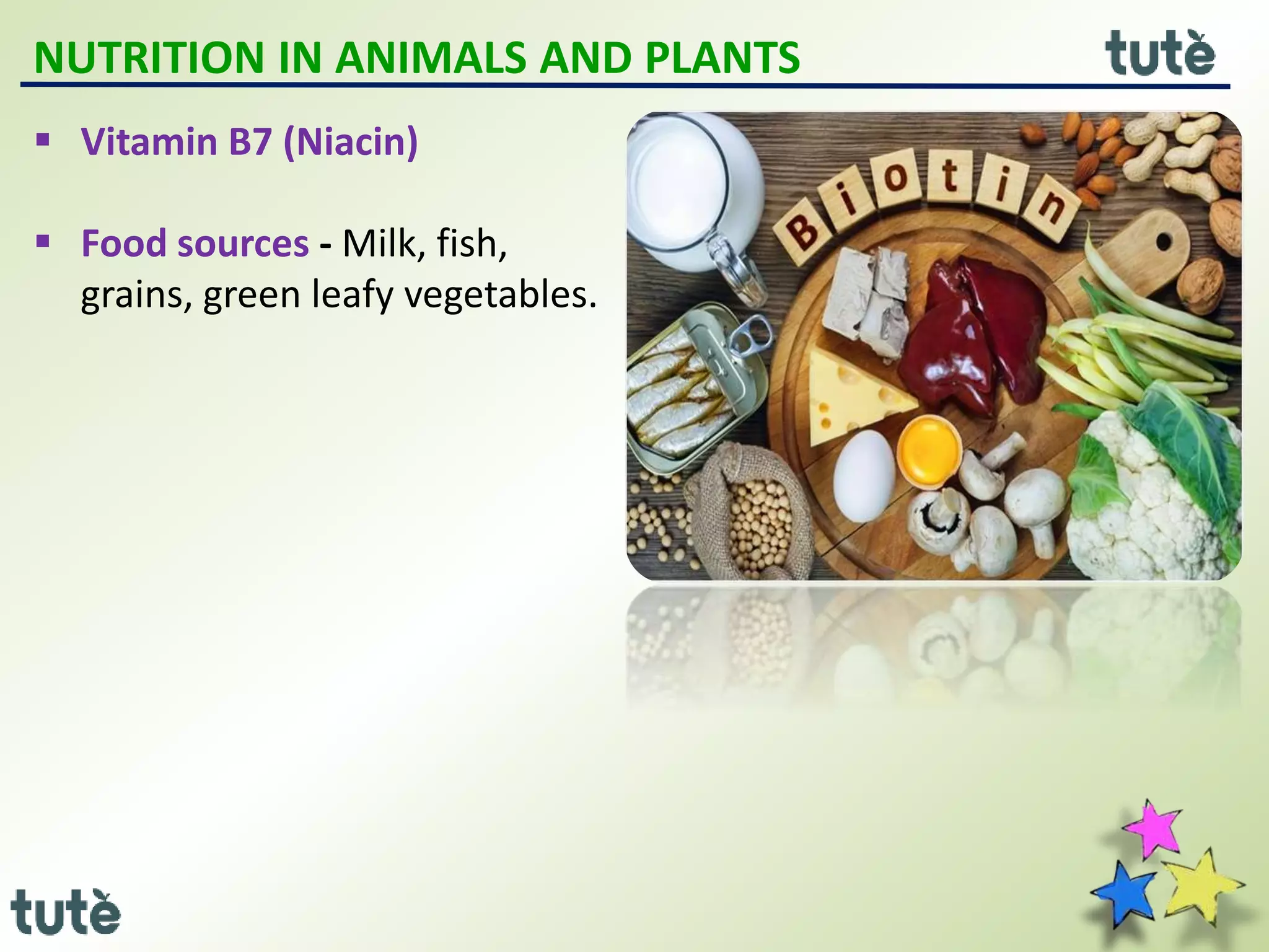 7th class ICSE- Biology - Nutrition in Animals and Plants | PPT