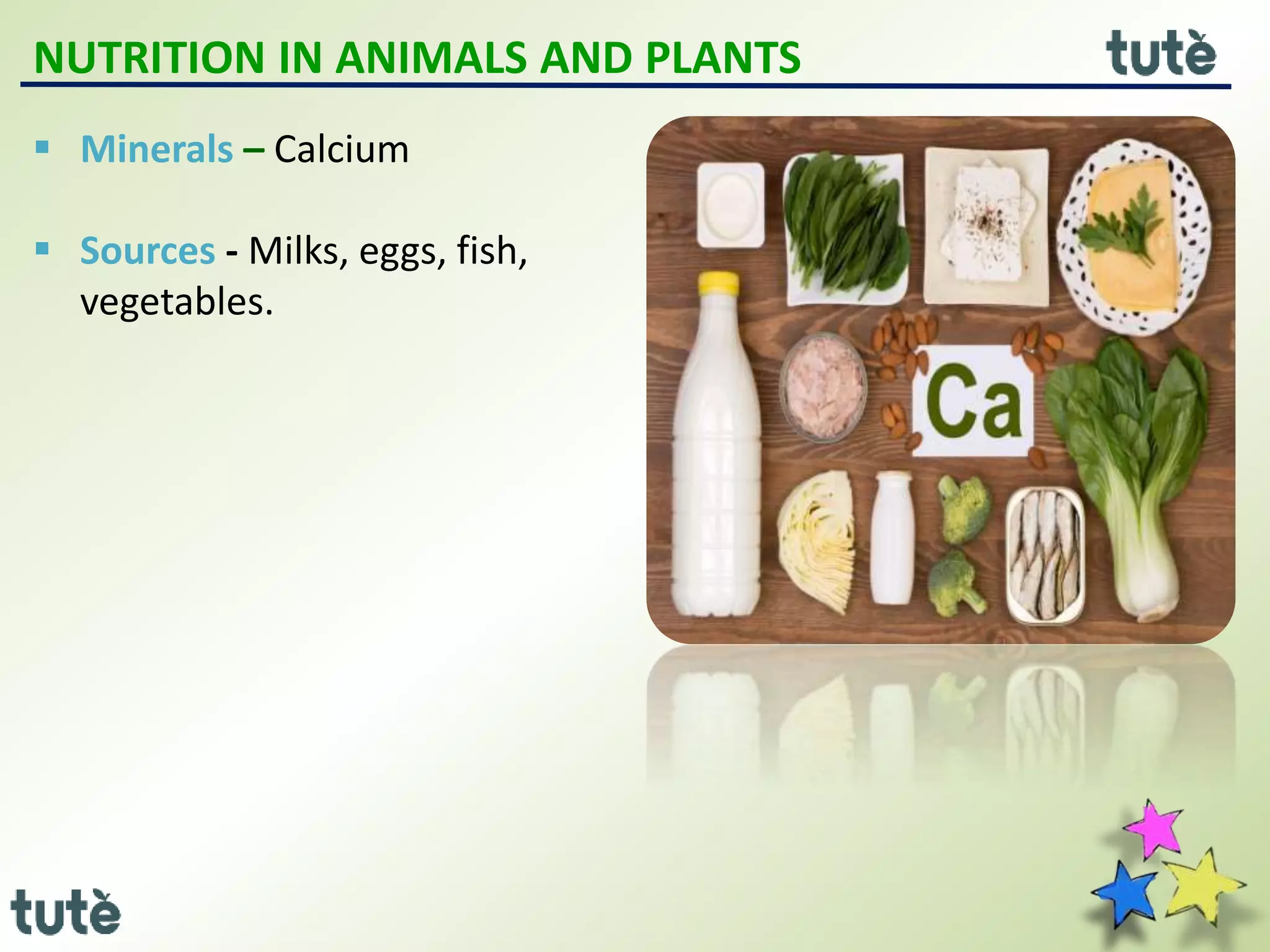 7th class ICSE- Biology - Nutrition in Animals and Plants | PPT