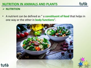 7th class ICSE- Biology - Nutrition in Animals and Plants | PPTX