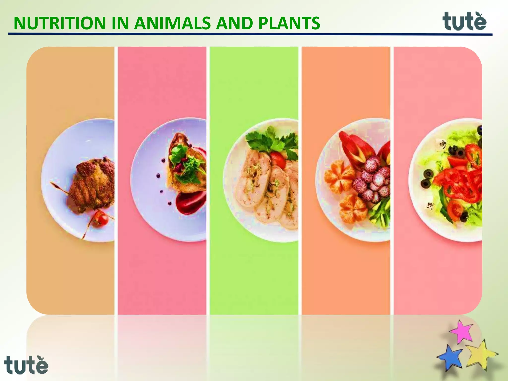 7th icse - biology - Nutrition in Animals and Plants | PPT