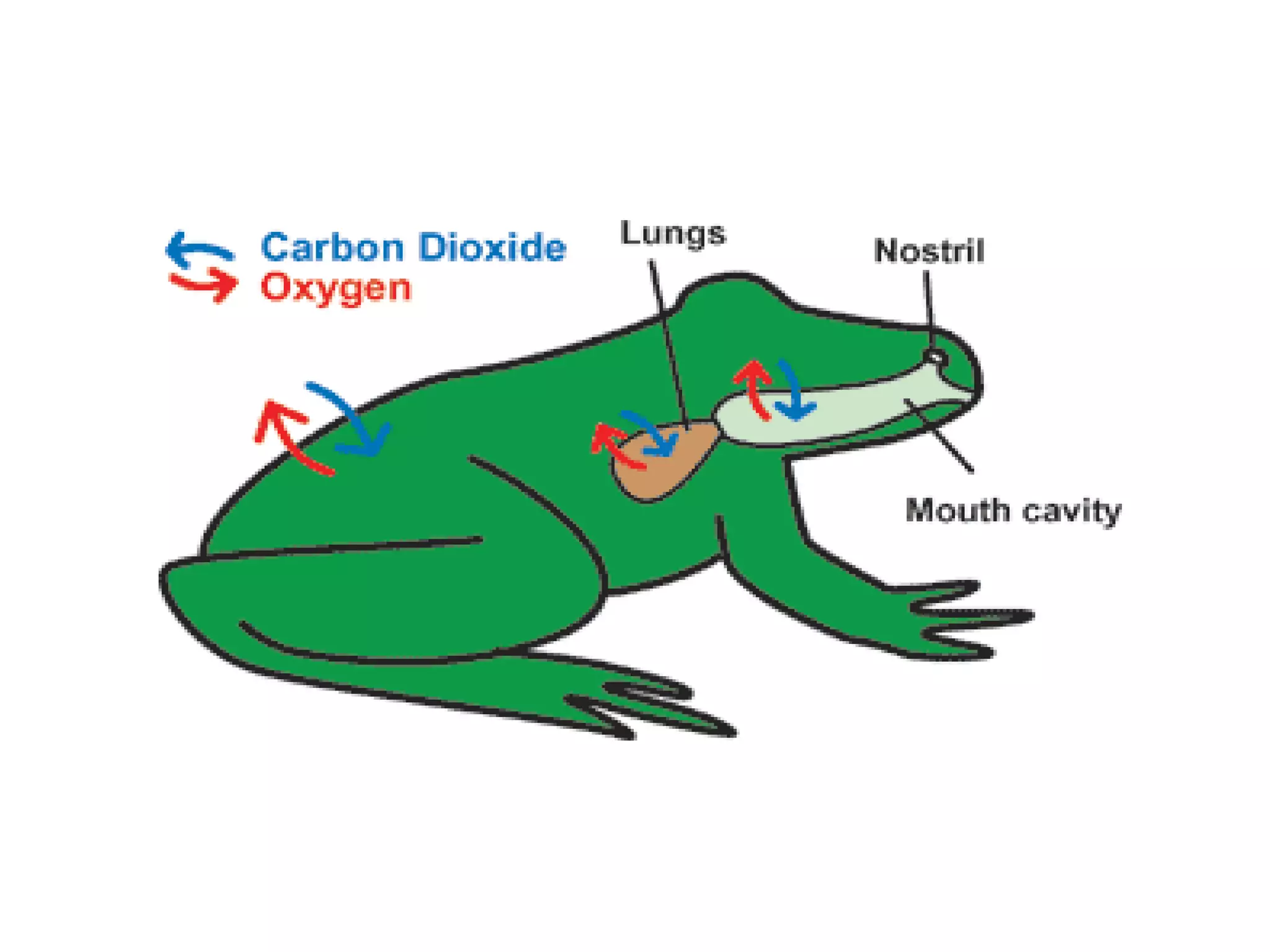 7th science- respiration in animals 2017 | PPTX | Lung and Respiratory ...