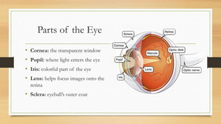 7th - Unit 1 - Sense Organs | PPT
