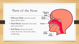 7th - Unit 1 - Sense Organs | PPTX