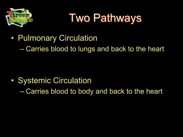 7th Circulatory System.ppt