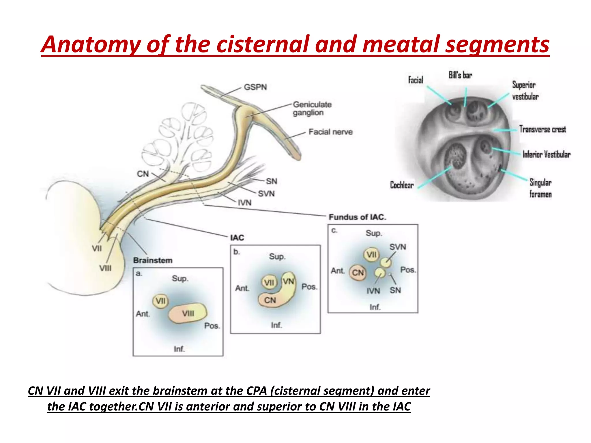 facial nerve examination | PPTX